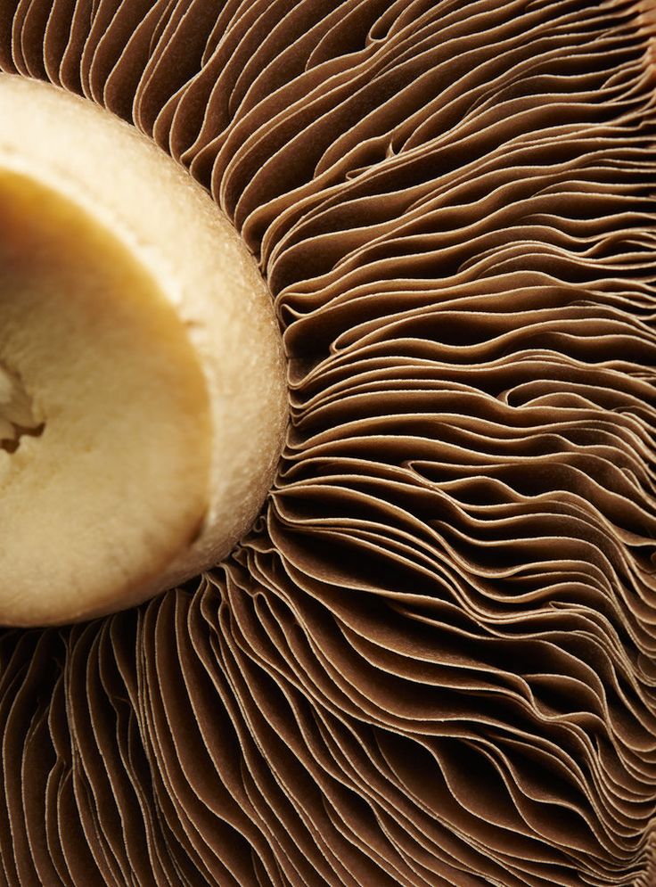 How to Boost Immunity Naturally – Bloomable Mushrooms