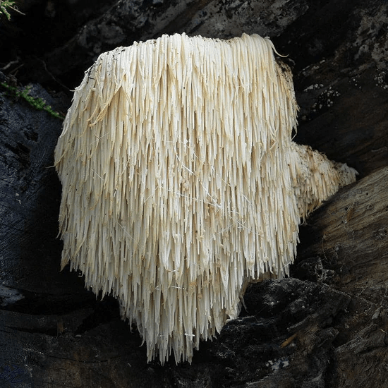 Lion's Mane Mushroom: 5 Benefits of ‘The Brain Mushroom’ – Bloomable ...