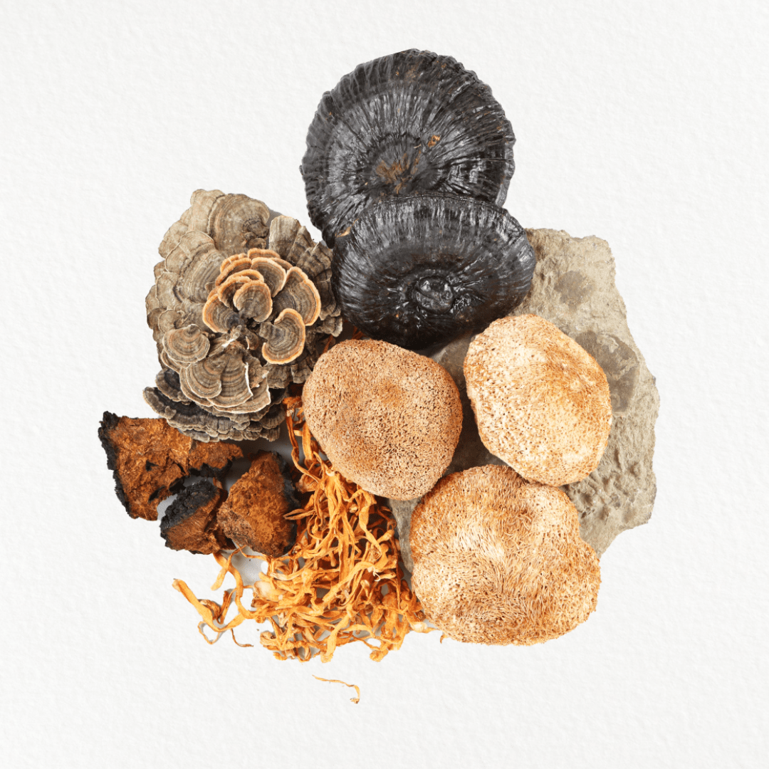 Mushroom Powder Bundle: 5 Organic Extracts for Focus, Immunity, Energy ...