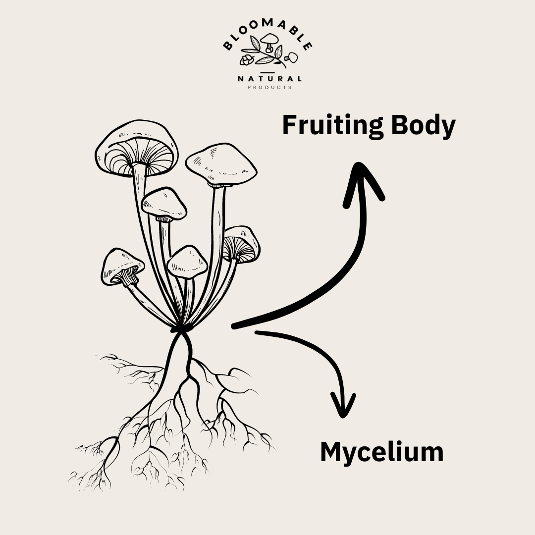 Mycelium vs Fruiting Body Mushroom – Bloomable Mushrooms