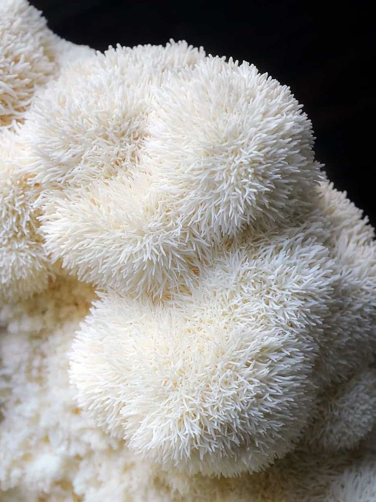 When is the best time to take Lion's Mane Mushroom? – Bloomable Mushrooms
