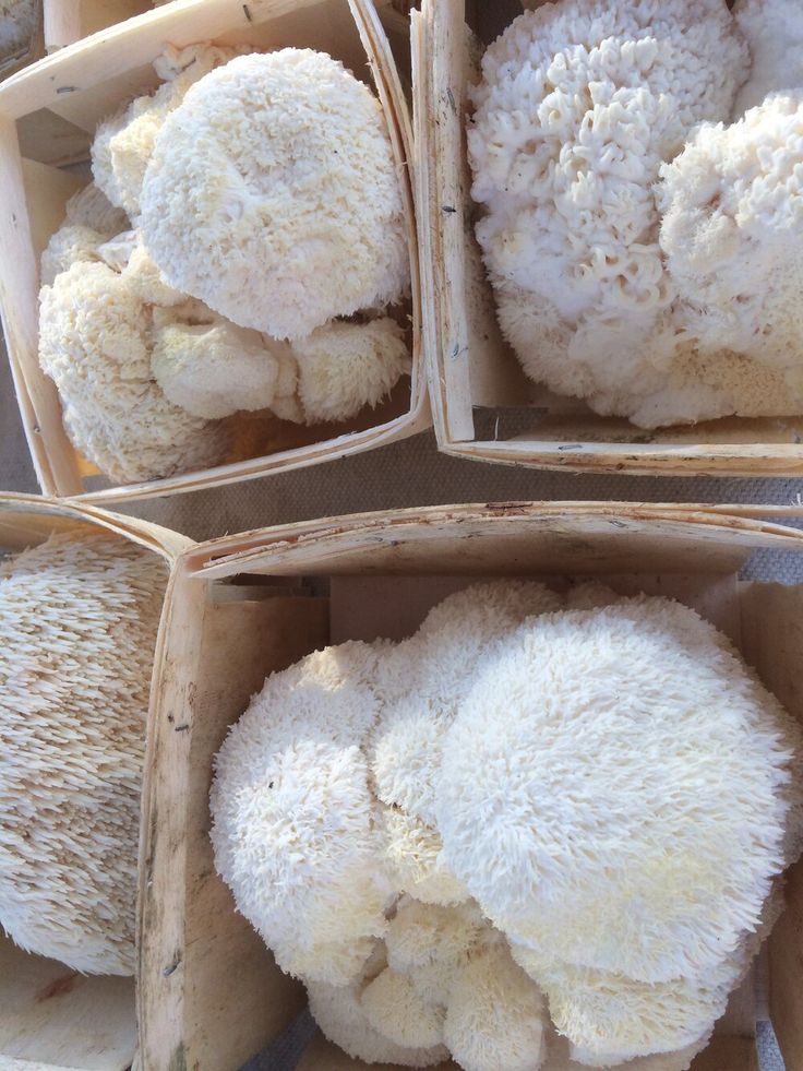 Where to Buy High-Quality Lion's Mane Mushrooms – Bloomable Natural ...